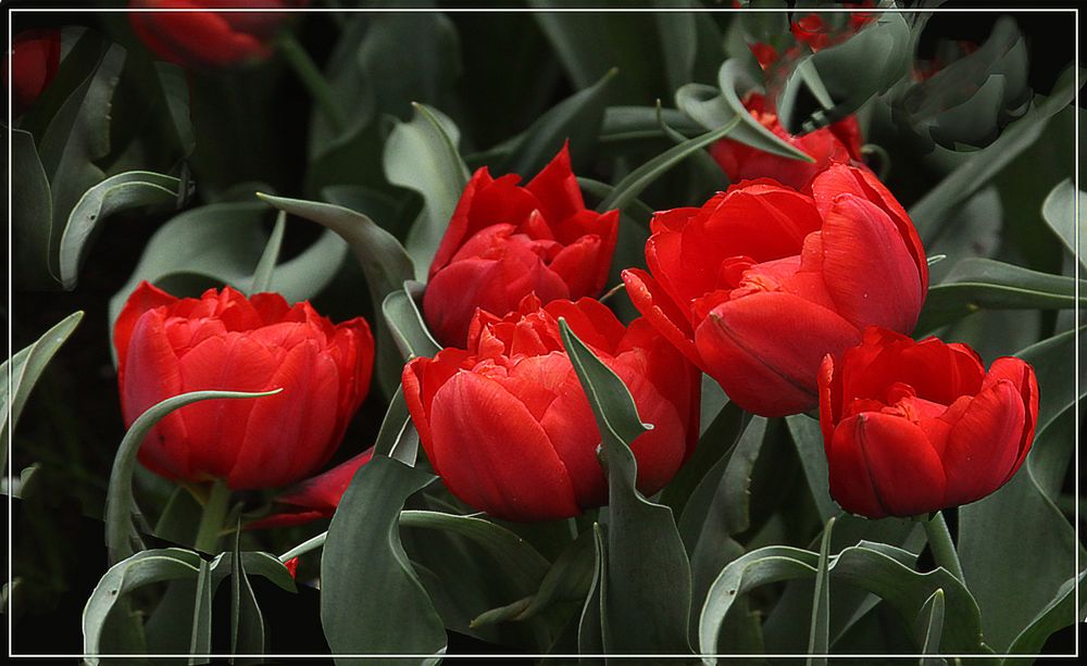 Füllige Tulpen Foto & Bild | blumen , spezial, natur Bilder auf fotocommunity