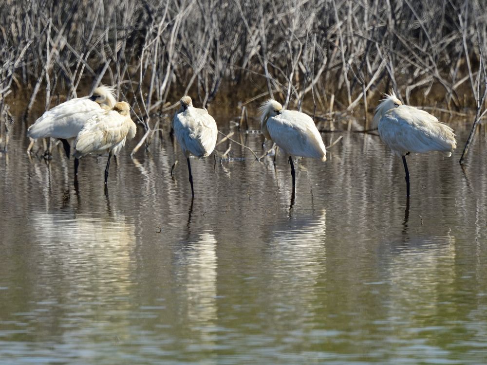 Fünf auf einem Bein! Five on one leg! ¡Cinco en una pierna! Foto & Bild | beach, nikon, wasser ...