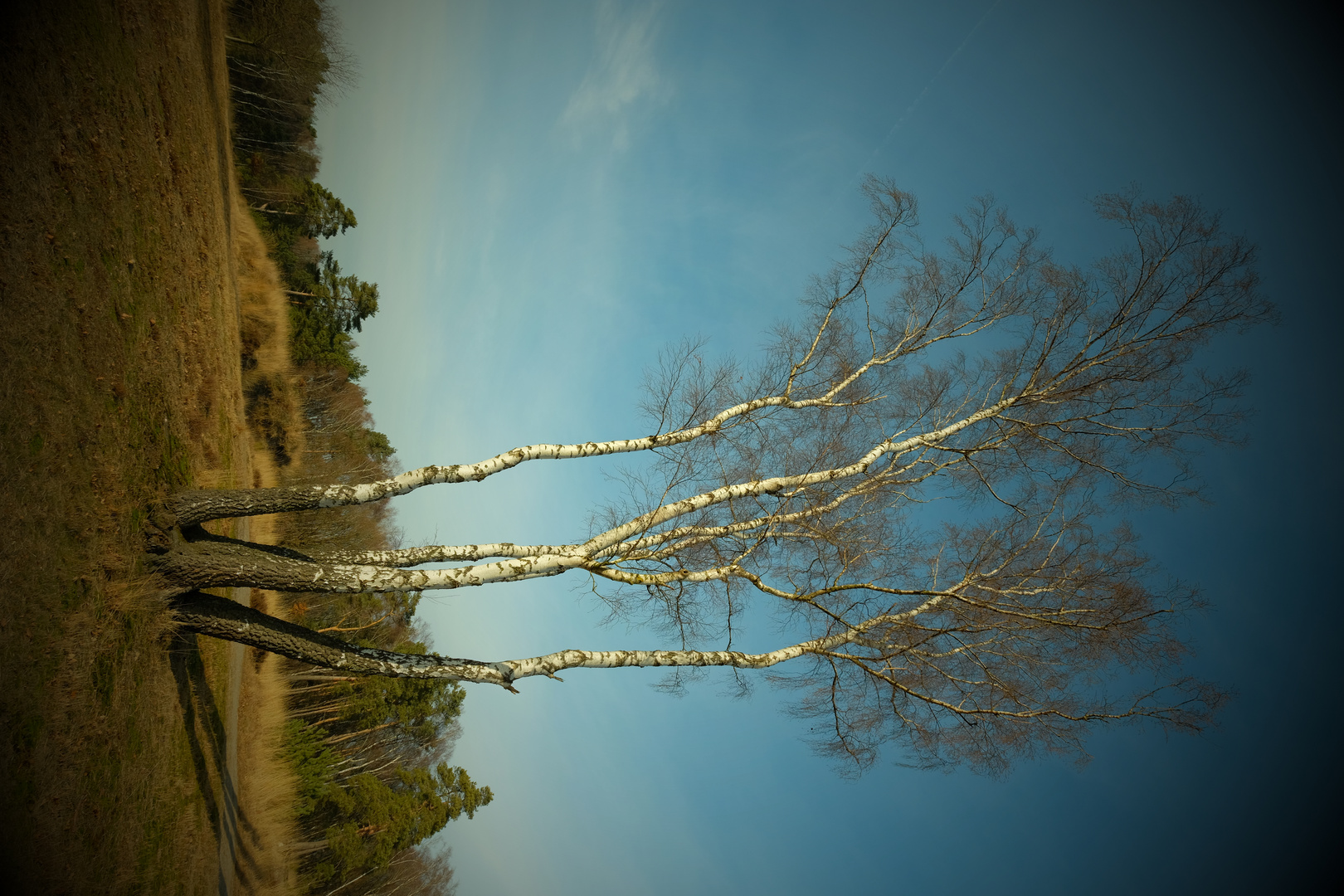 - fünf Birken - -2- Foto & Bild | landschaft, heide, wahner heide ...