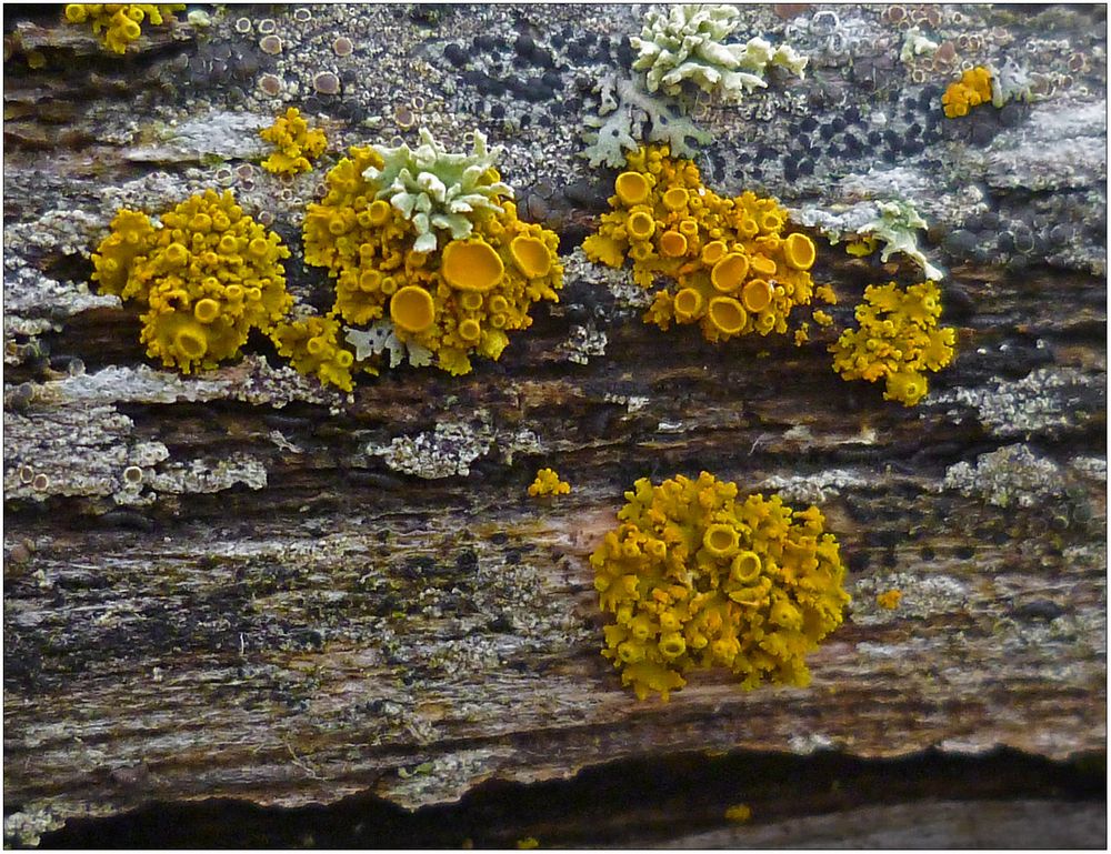 Fünf kleine Flechtensträußchen .. Foto & Bild | pflanzen, pilze & flechten, pilze & flechten ...