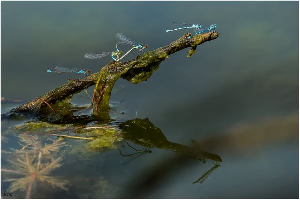 Libellen Bilder & Fotos