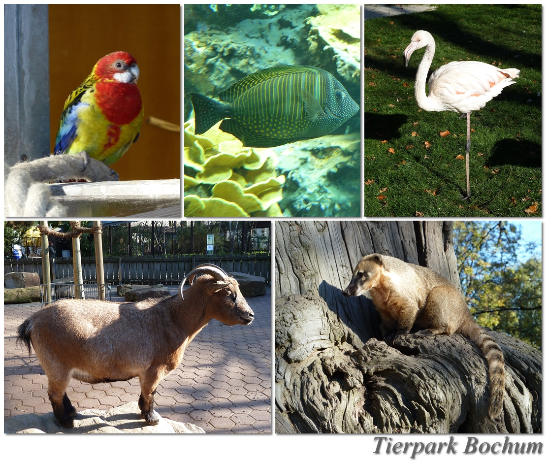 Fünf von vielen... Foto & Bild | tiere, zoo, wildpark & falknerei, zoolandschaften Bilder auf ...