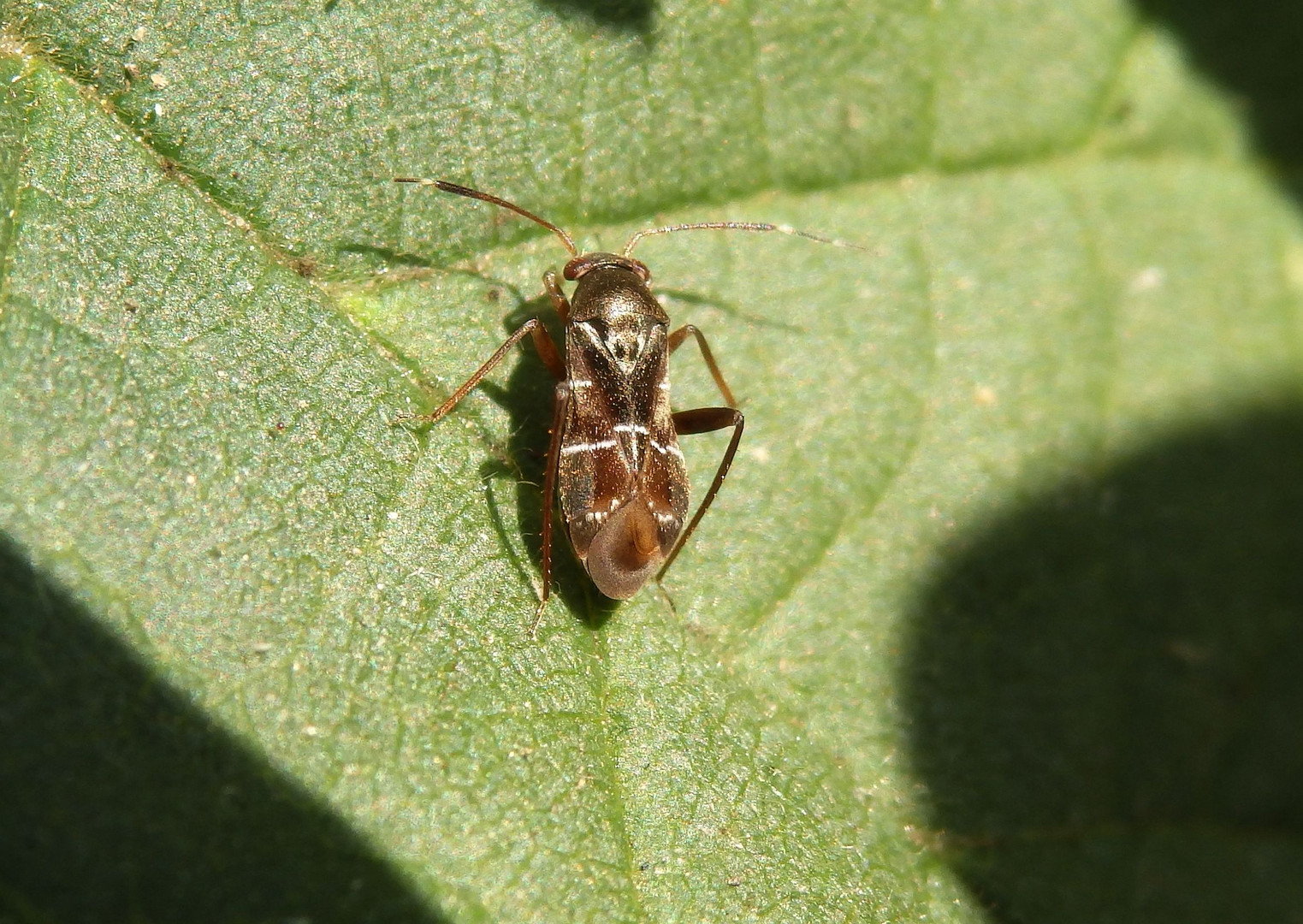 Fünflinien-Mese (Pilophorus clavatus) Foto & Bild | tiere, wildlife ...