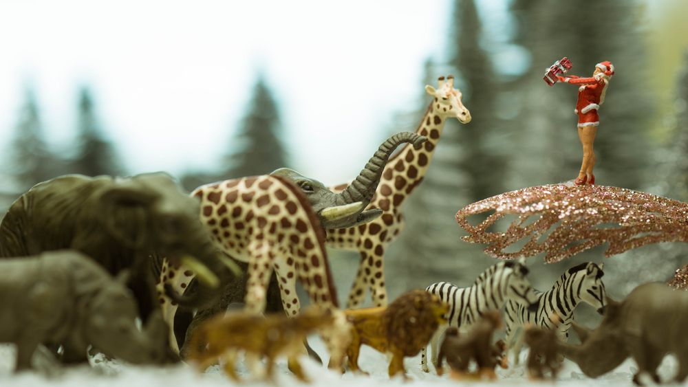 Für die Tiere Foto & Bild | stillleben, kunstfotografie & kultur ...