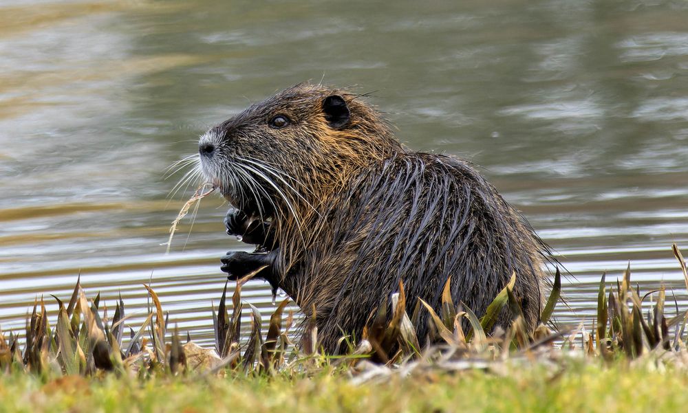Für Nutrias.... Foto & Bild | natur, tiere, wildlife Bilder auf ...