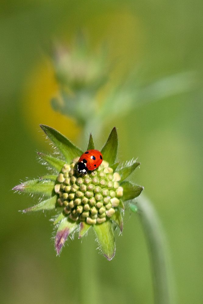 für Silvia Foto & Bild | makro, natur, tiere Bilder auf fotocommunity
