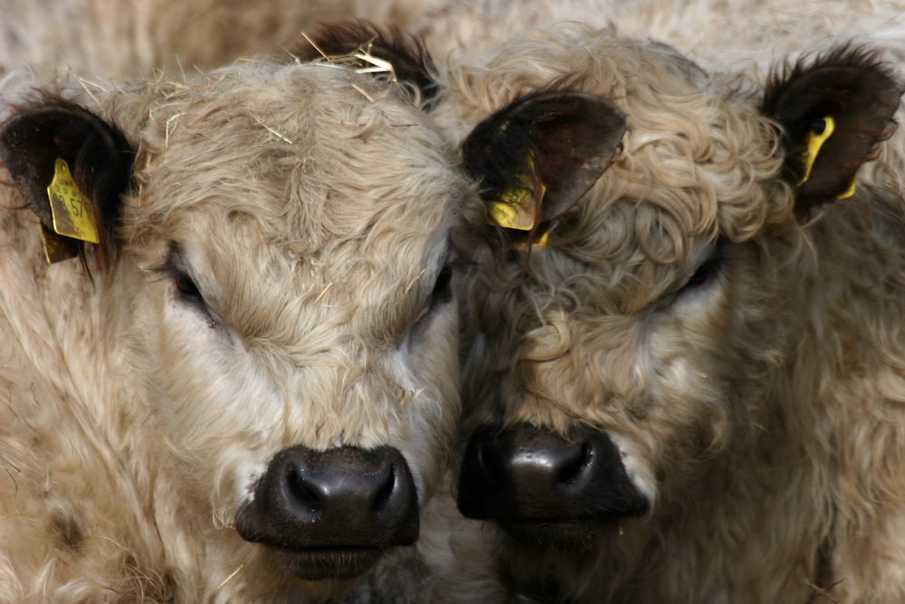 fürs Bild bitte zusammen rücken... Foto & Bild | tiere, haustiere ...