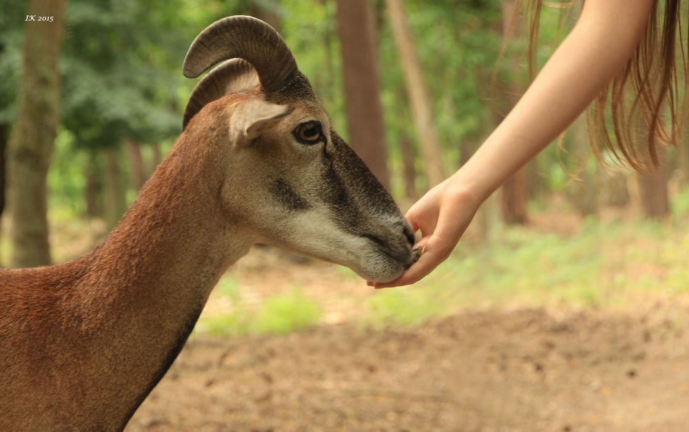 füttern Foto & Bild | tiere, zoo, wildpark & falknerei, säugetiere ...