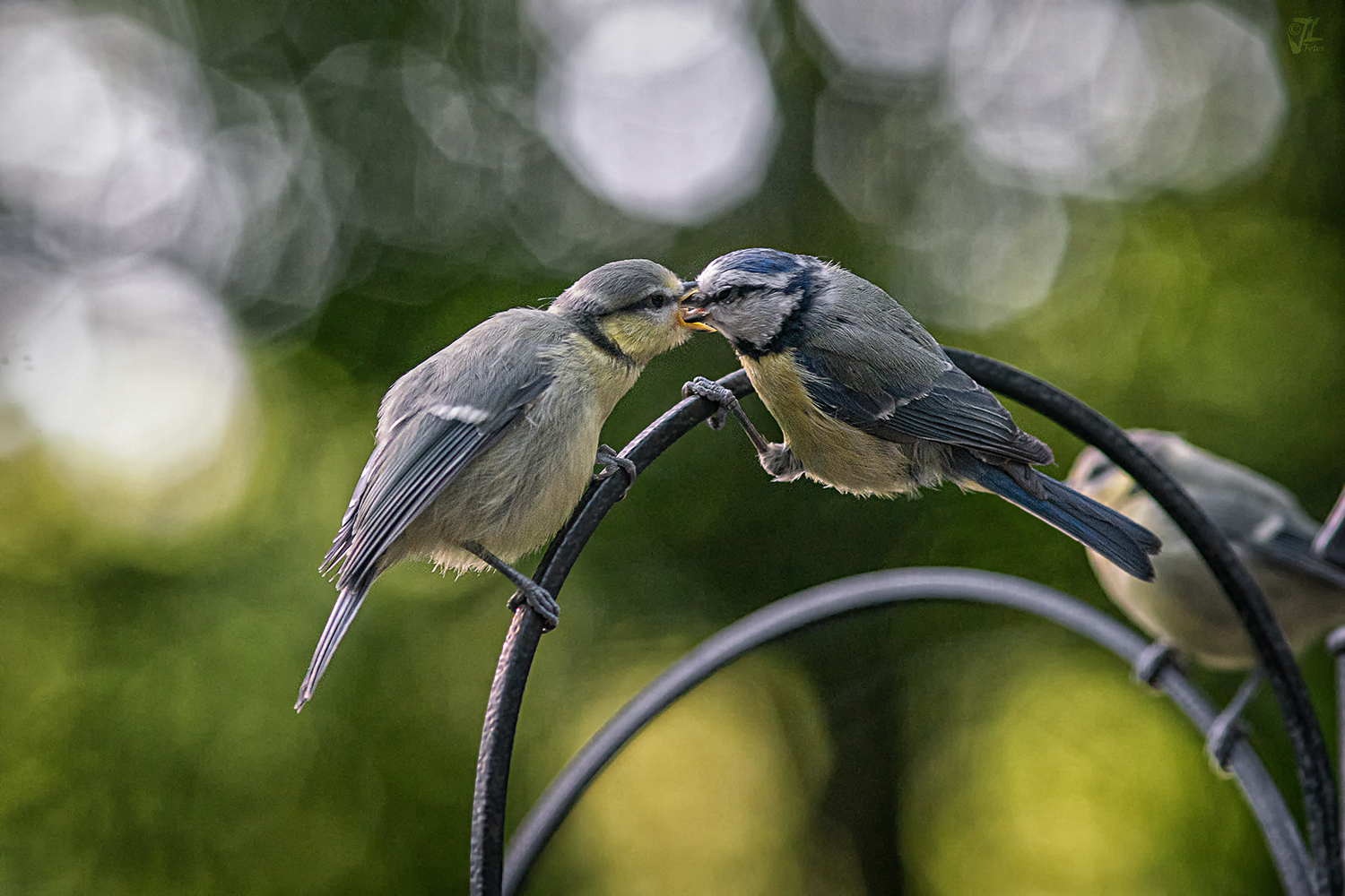 füttern Foto & Bild | tiere, wildlife, natur Bilder auf fotocommunity