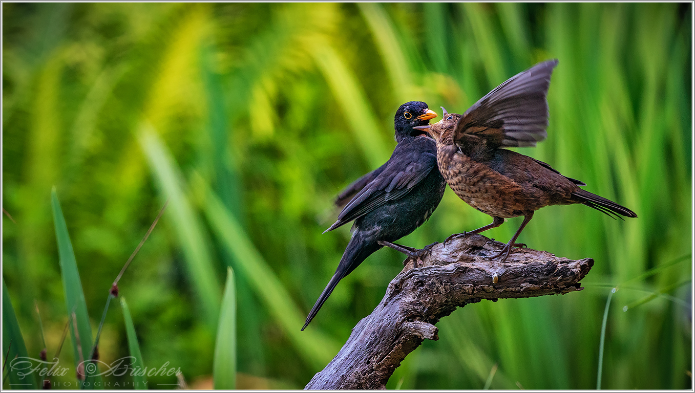 Fütterung bei den Amseln Foto & Bild | tiere, wildlife, wild lebende ...