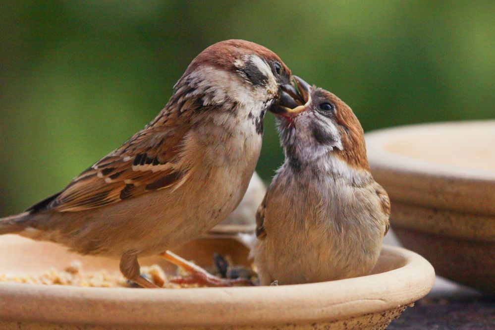 Fütterung bei den Spatzen Foto & Bild | tiere, tierkinder, fotos Bilder ...