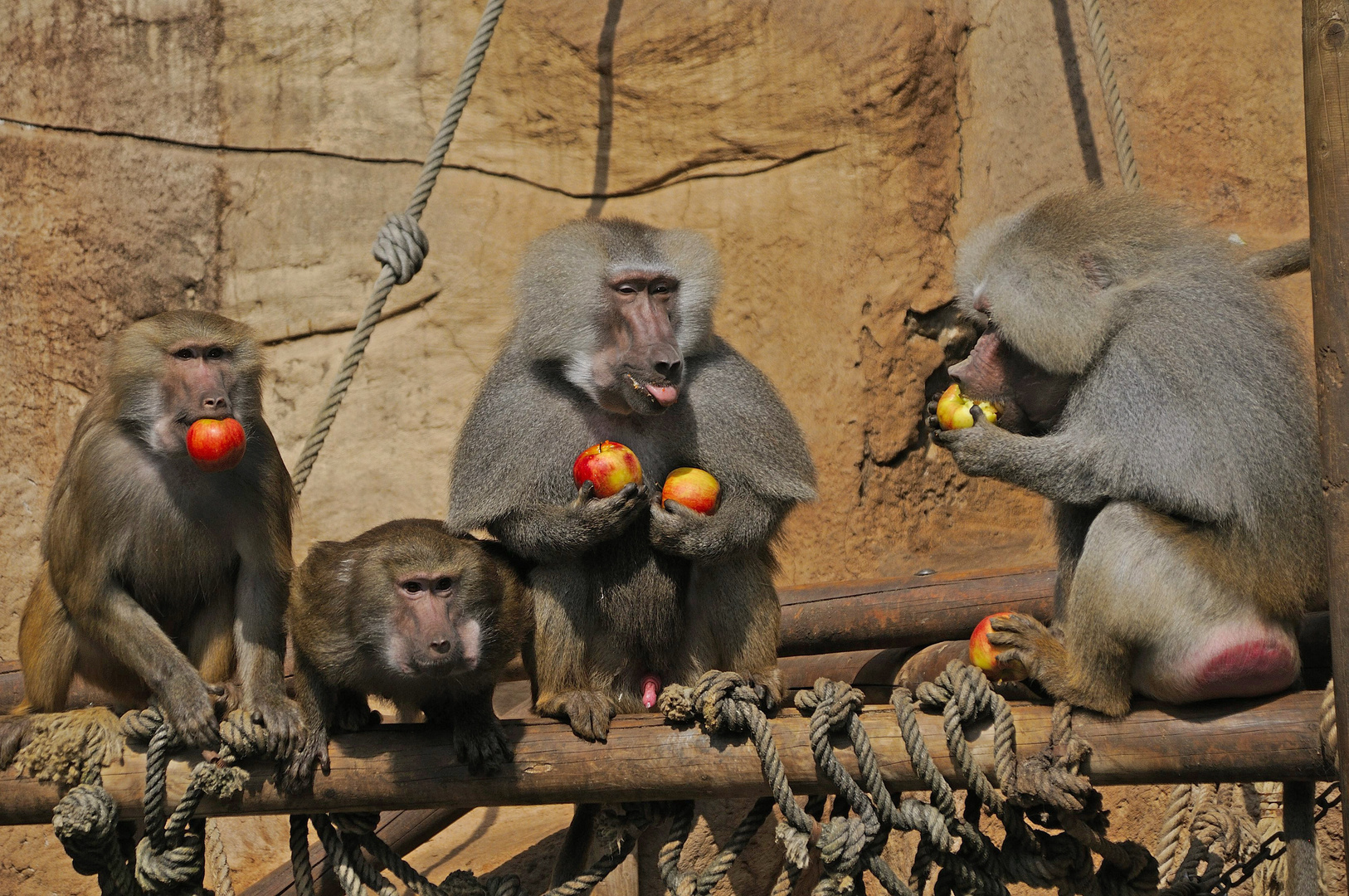 Fütterung der Paviane... Foto & Bild | reportage dokumentation, tiere ...