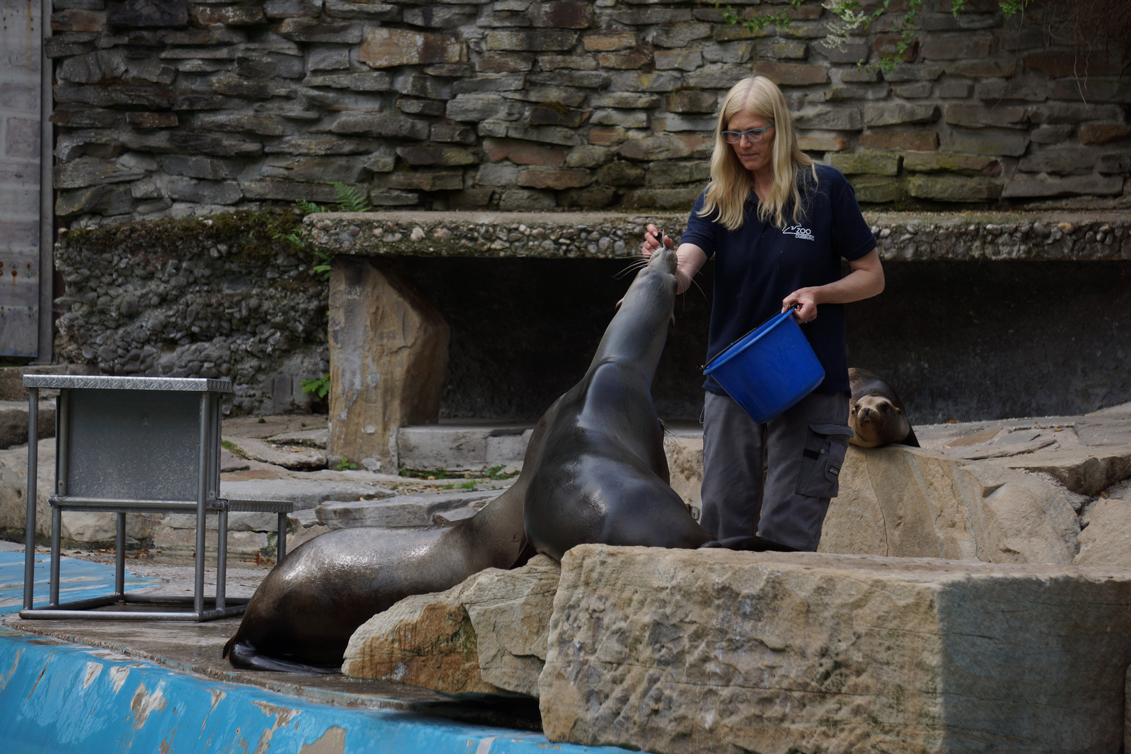 Fütterung der Robben Foto & Bild | natur, zoo, tiere Bilder auf ...