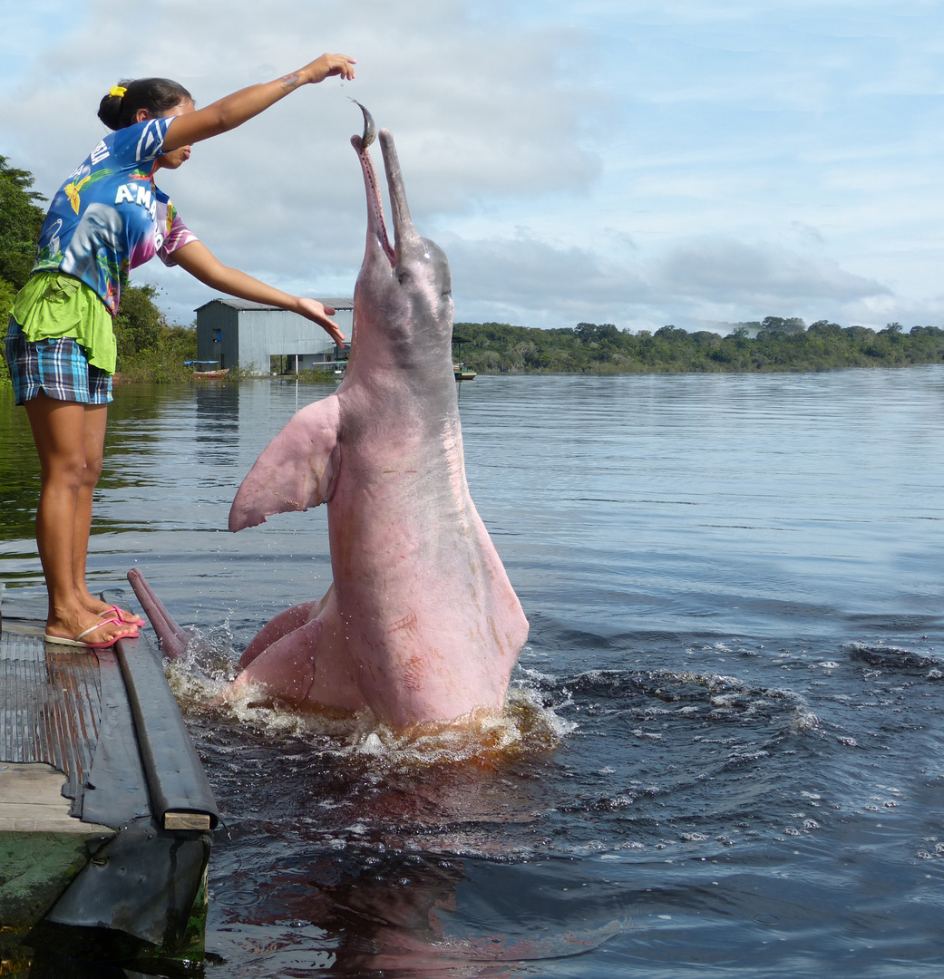 Fütterung der rosa Delfine am Rio Negro Foto & Bild | south america, brazil, amazonas Bilder auf ...