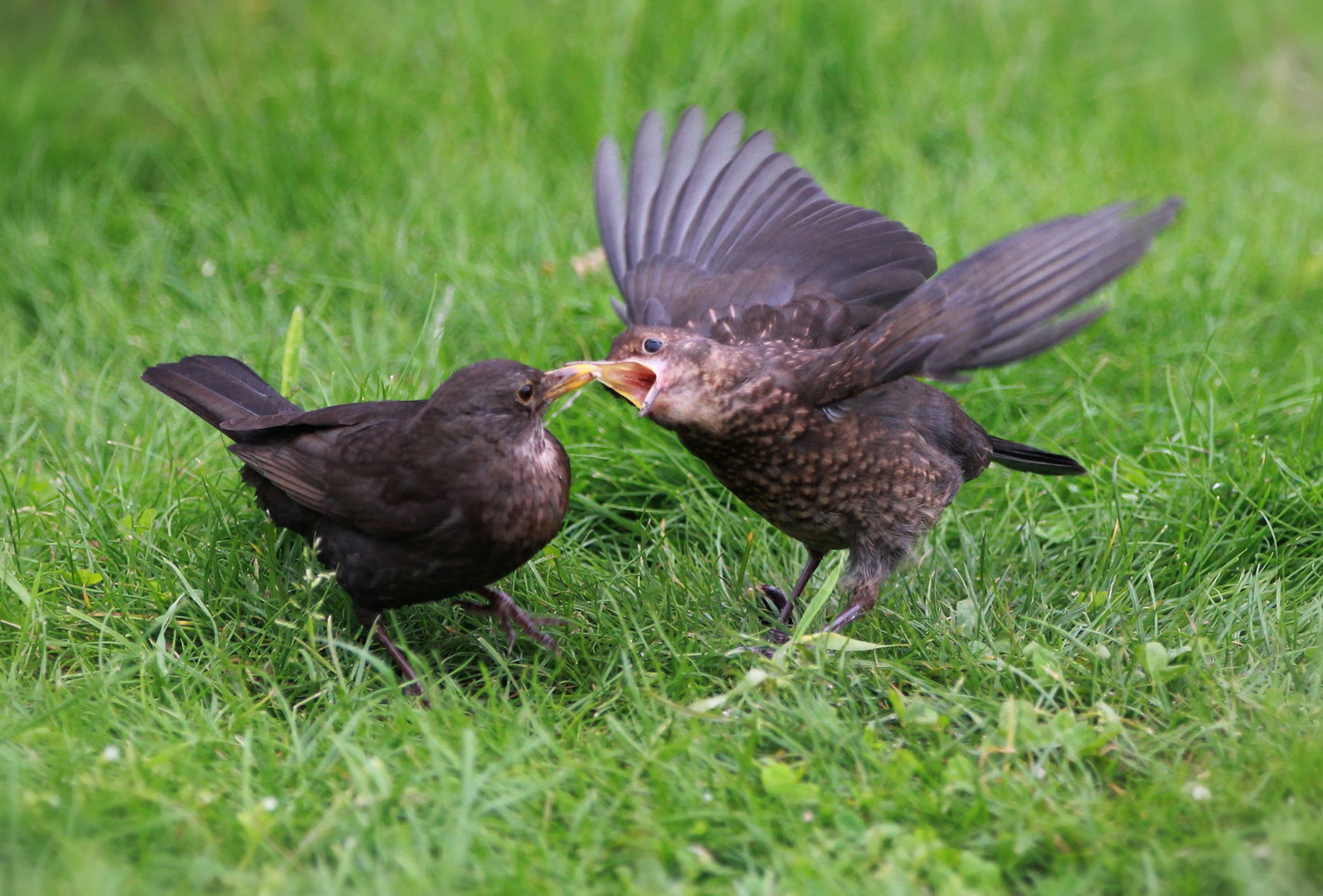 Fütterung Foto & Bild | natur, füttern, tiere Bilder auf fotocommunity