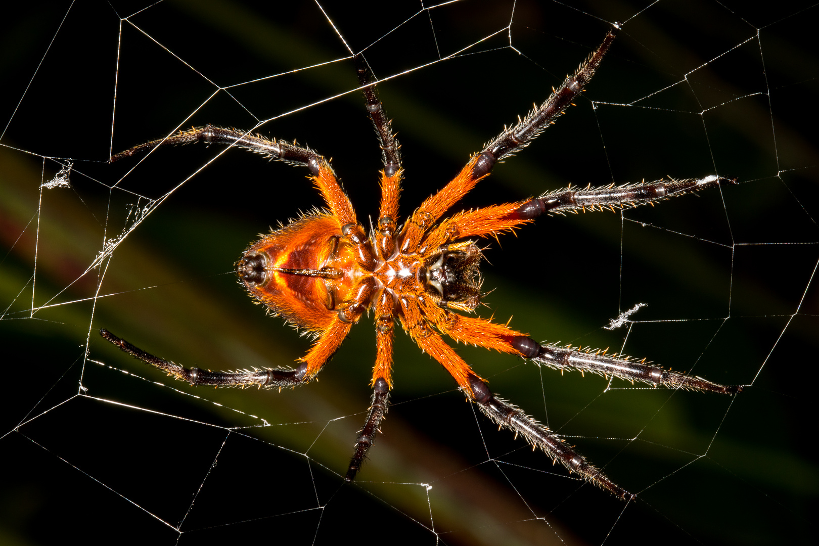 Fuliginea Radnetzspinne (Eriophora fuliginea) Foto & Bild | natur ...