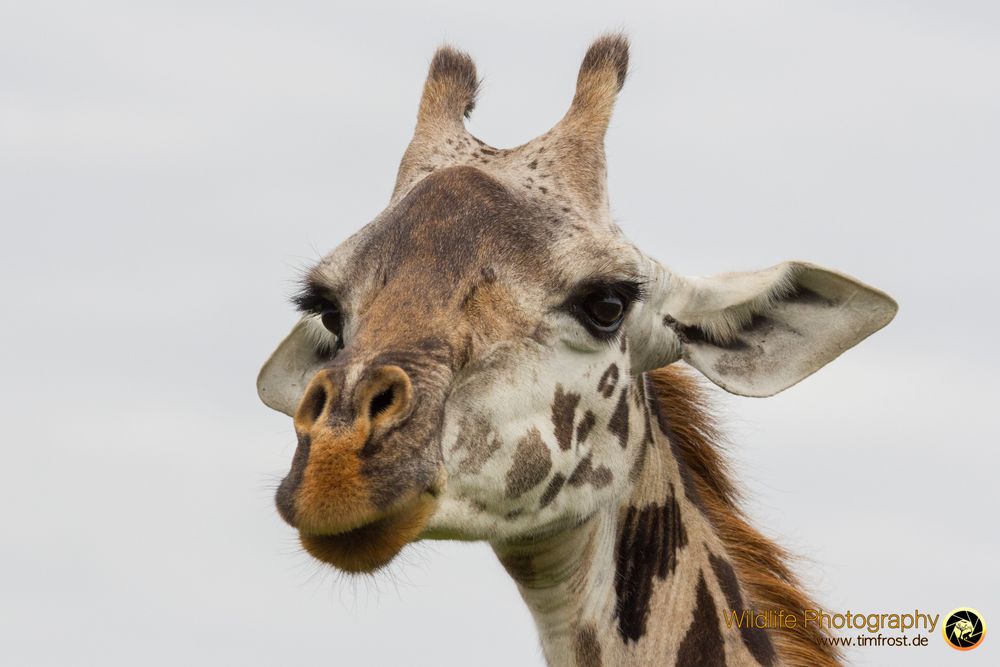 Full Cheeks Foto & Bild | tiere, wildlife, säugetiere Bilder auf ...