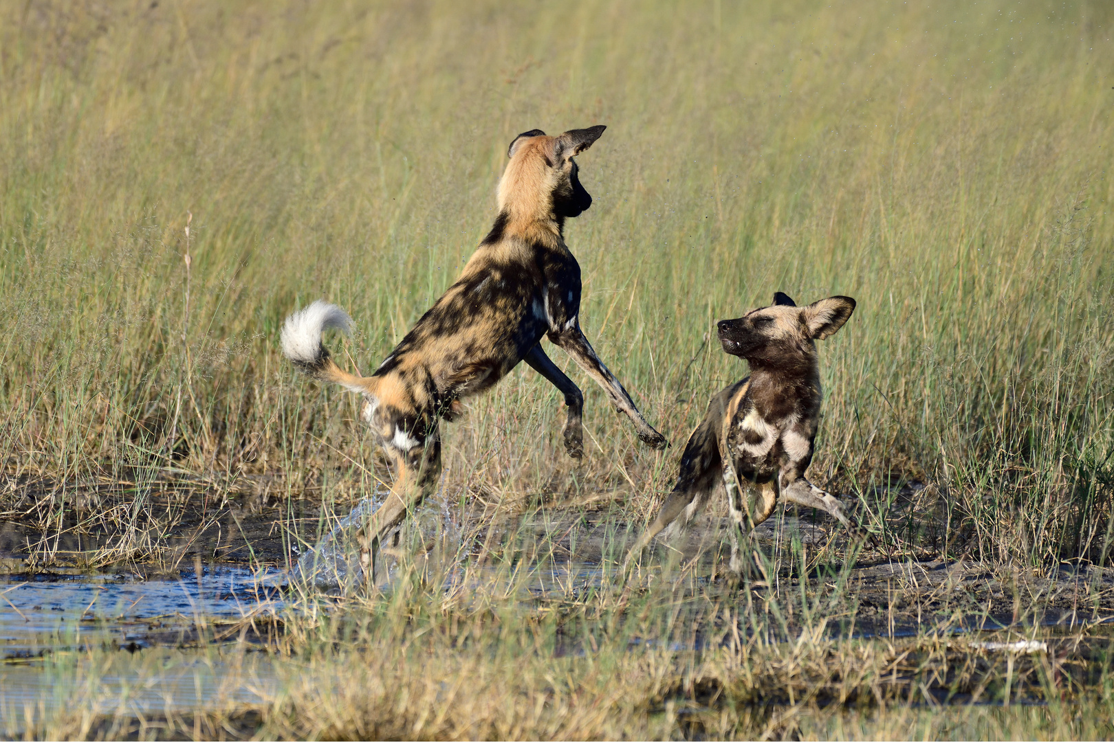 Fun in the water Foto & Bild | world, natur, afrika Bilder auf fotocommunity