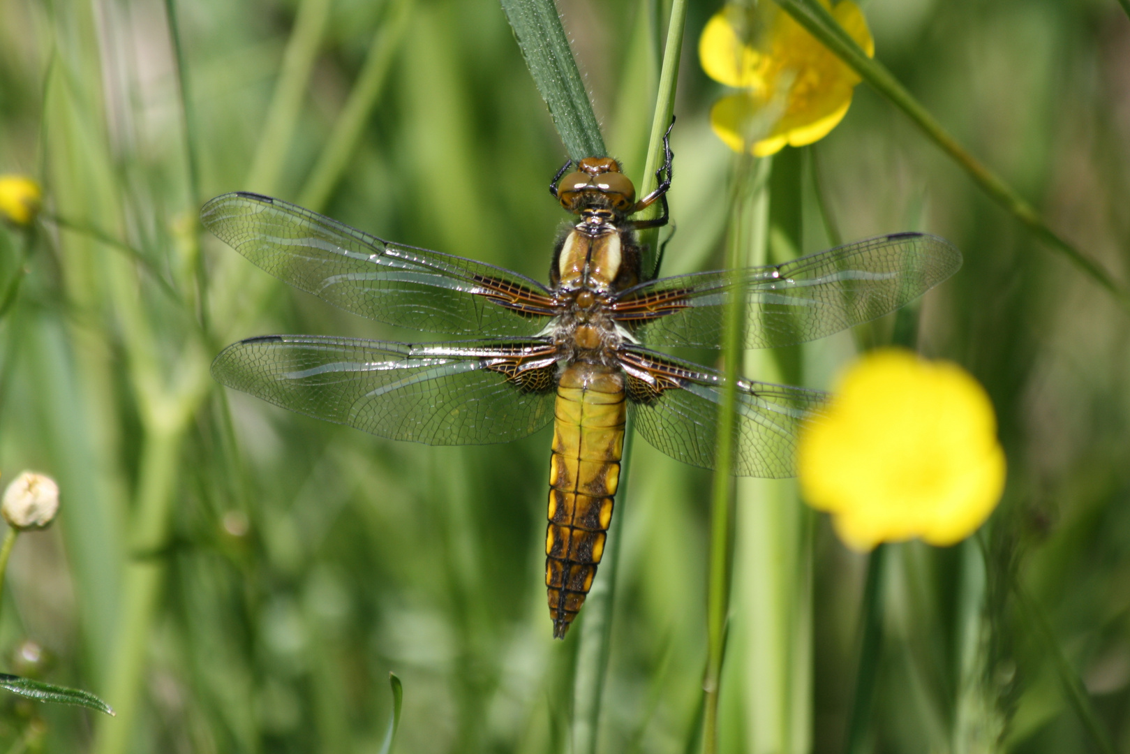 Funkel, funkel Foto & Bild | tiere, wildlife, libellen Bilder auf ...