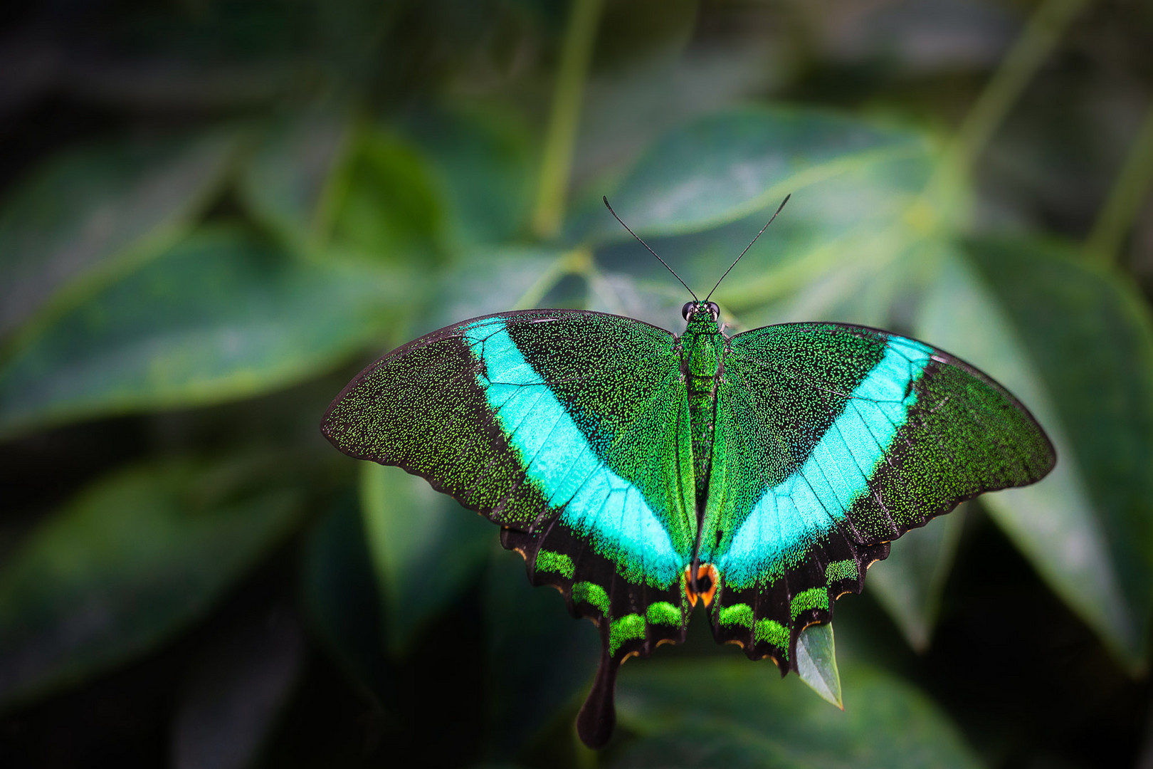 funkelnd ... Foto & Bild | licht, schatten, natur Bilder auf fotocommunity