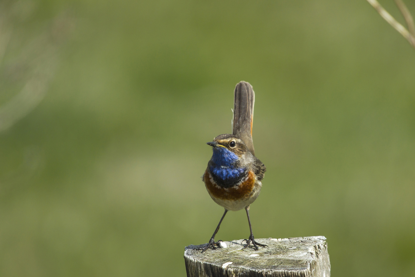 Funkelnd wie ein Edelstein Foto & Bild | natur, tiere, wildlife Bilder ...