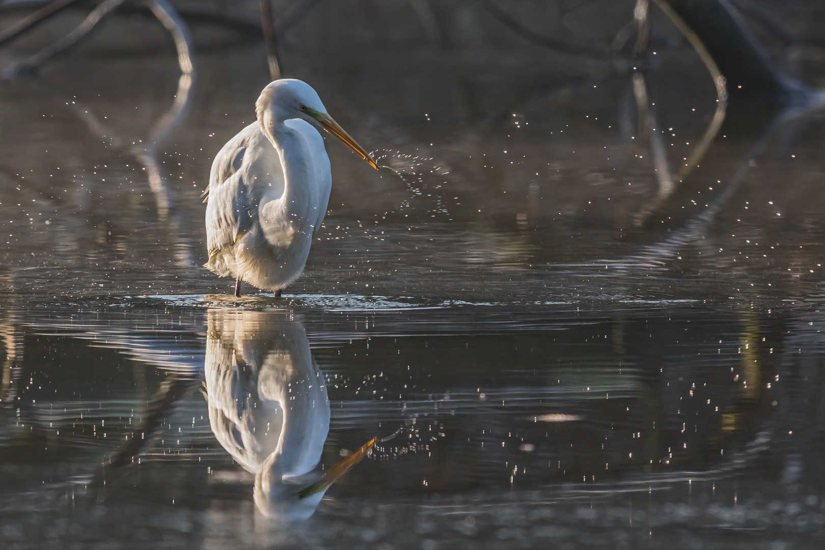 Funkenflug Foto & Bild | tiere, wildlife, wild lebende vögel Bilder auf ...