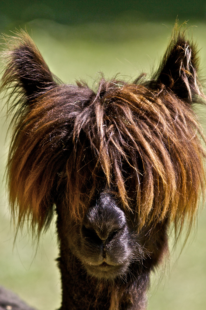 Funny Lama photo et image | animaux, animaux sauvages, nature Images ...