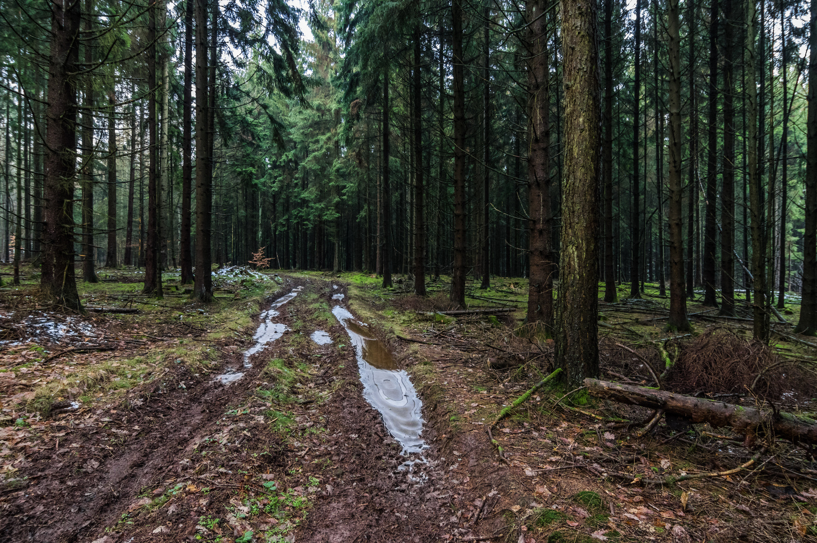 Furchen im Fichtenwald Foto & Bild | wald, wasser, winter Bilder auf ...
