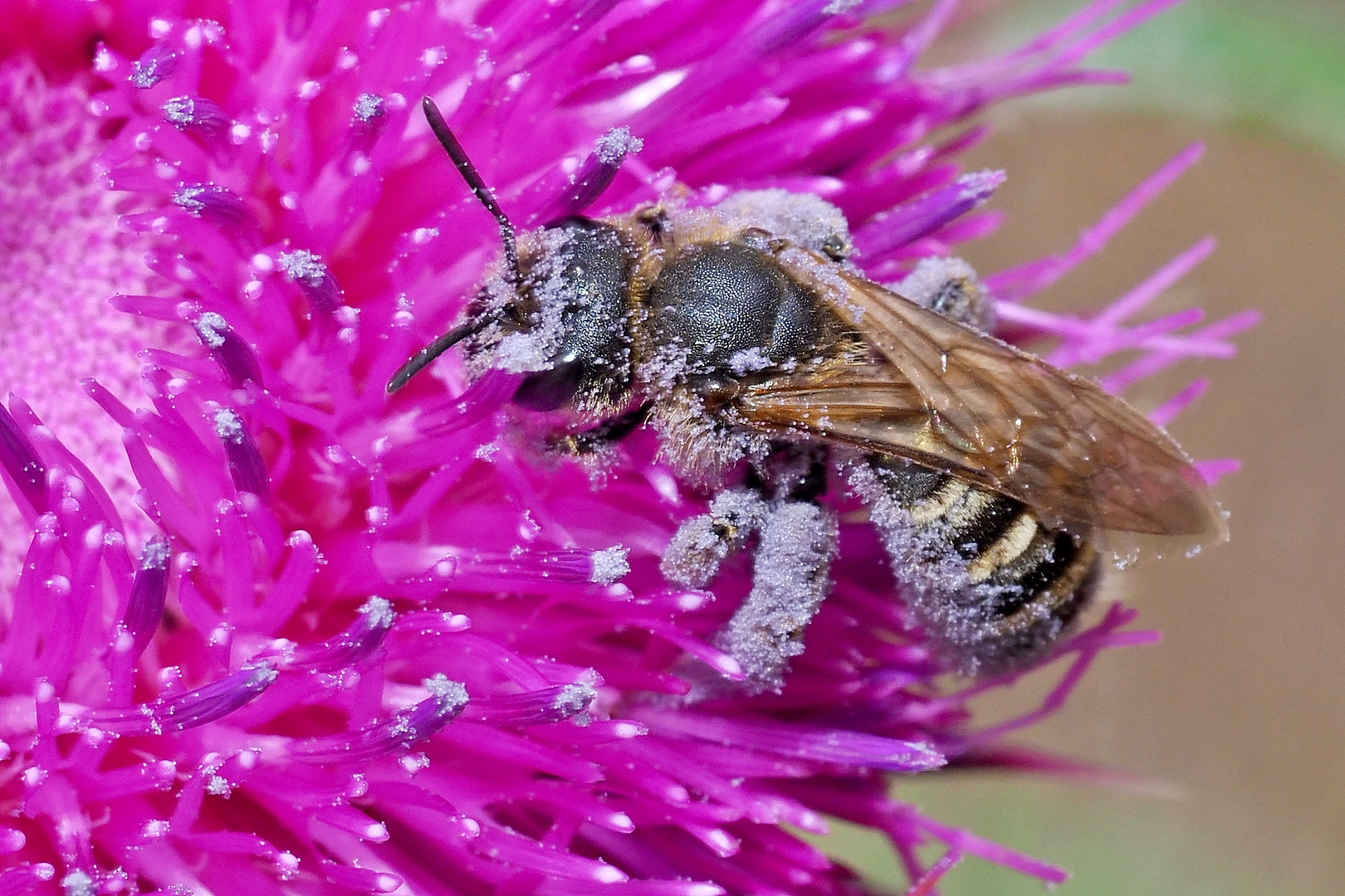 Furchenbiene (Halictus sp.) auf Nickender Distel Foto & Bild | tiere ...
