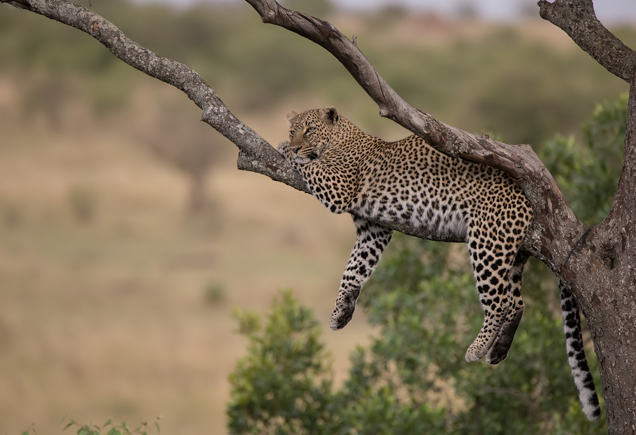 Furchtbar, dieser Stress Foto & Bild | natur, tiere, wildlife Bilder ...