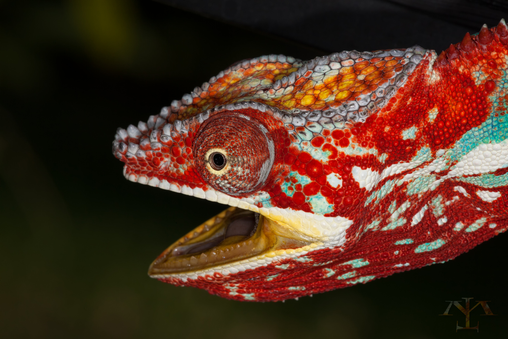 Furcifer pardalis Foto & Bild | tiere, haustiere, terraristik Bilder ...