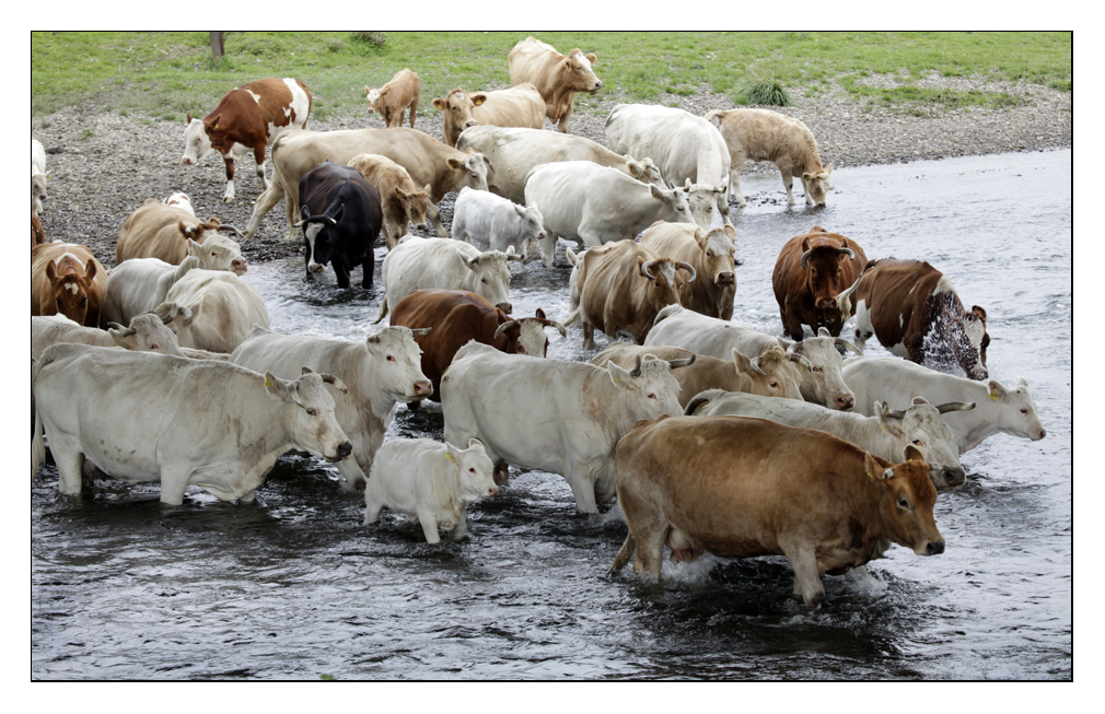 Furt Foto & Bild | tiere, haustiere, nutztiere Bilder auf fotocommunity