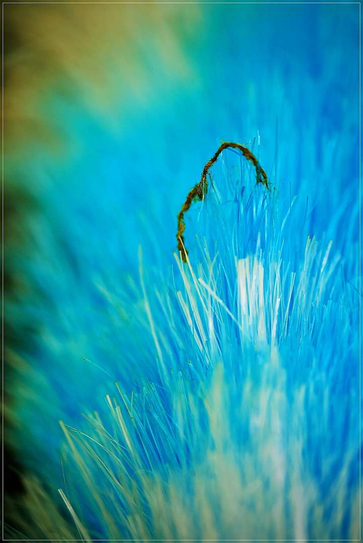 Fussel Foto & Bild | nah- & makro, projekte, techniken Bilder auf ...