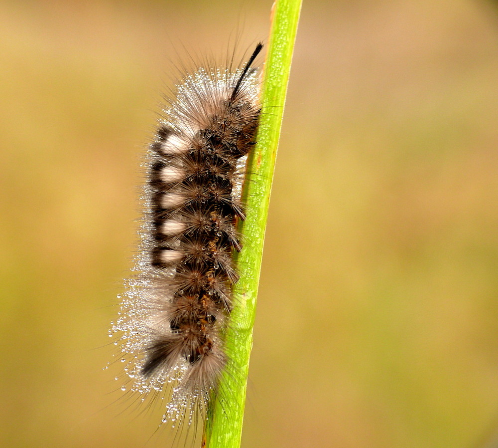 " Fussel"... Foto & Bild | tiere, wildlife, insekten Bilder auf ...