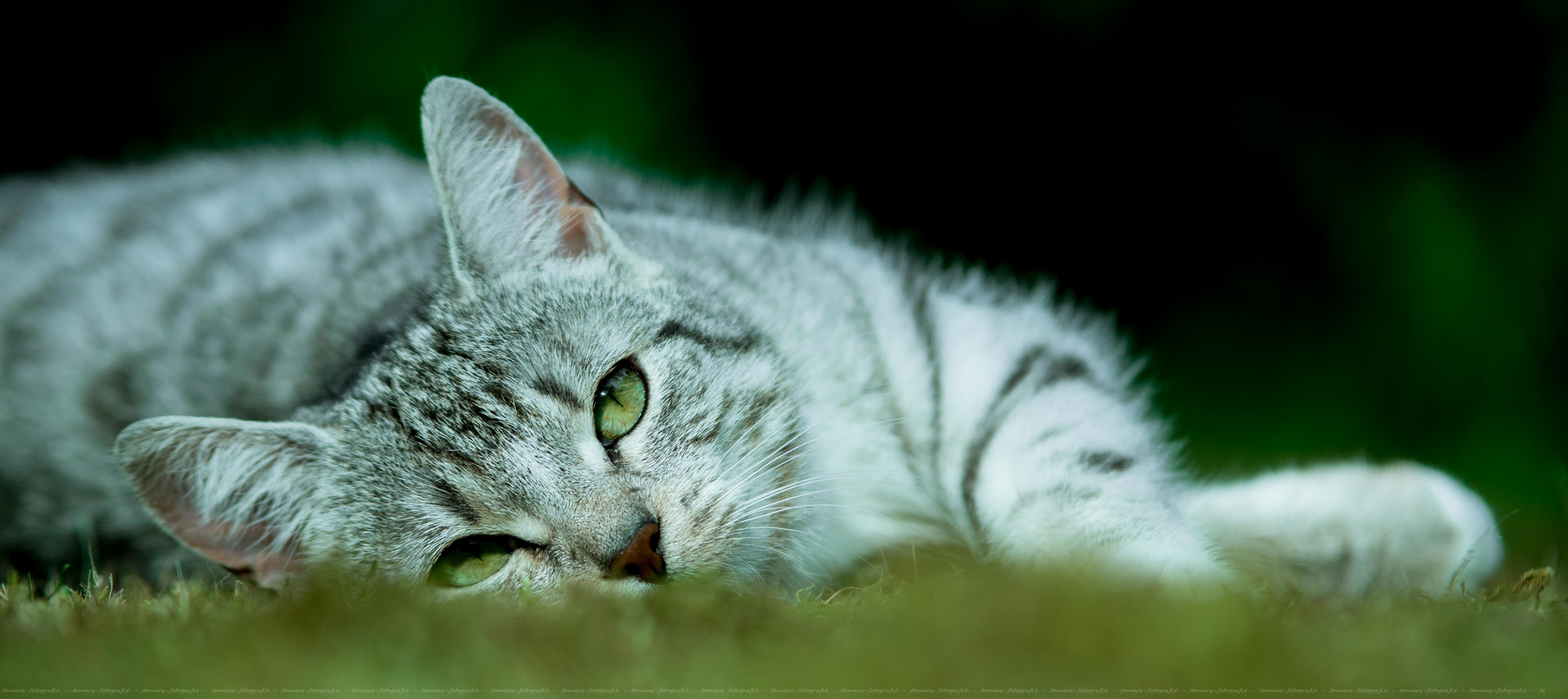 Fussel Foto & Bild | tiere, makro, sonne Bilder auf fotocommunity