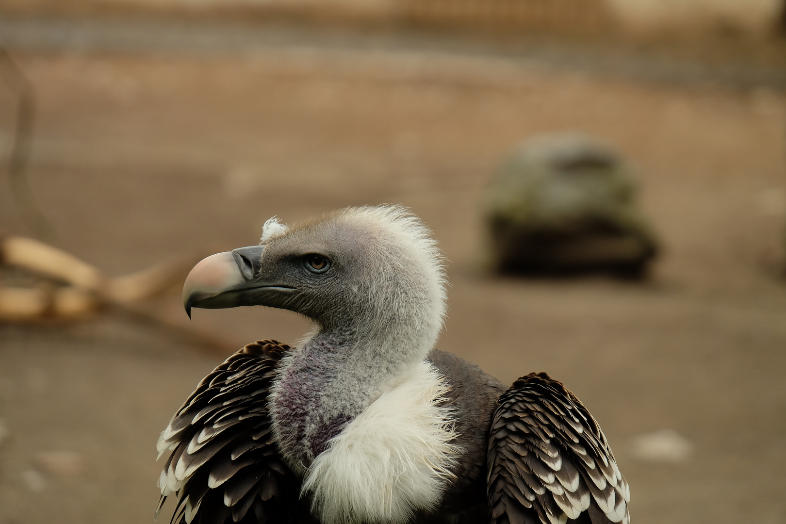 Fussel auf der "Nase"... Foto & Bild | deutschland, europe, thüringen ...