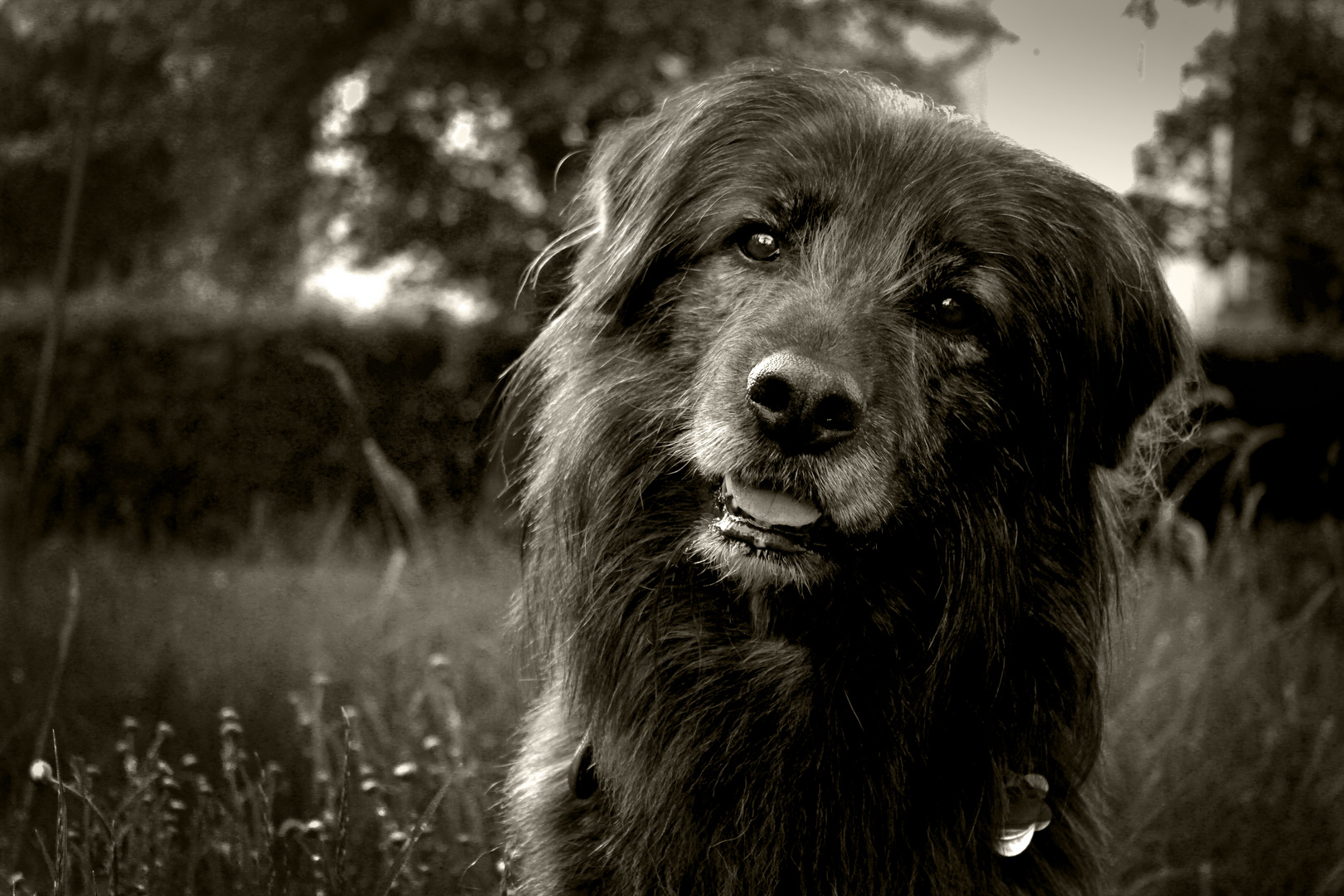 Fussel Foto & Bild | tiere, haustiere, hunde Bilder auf fotocommunity