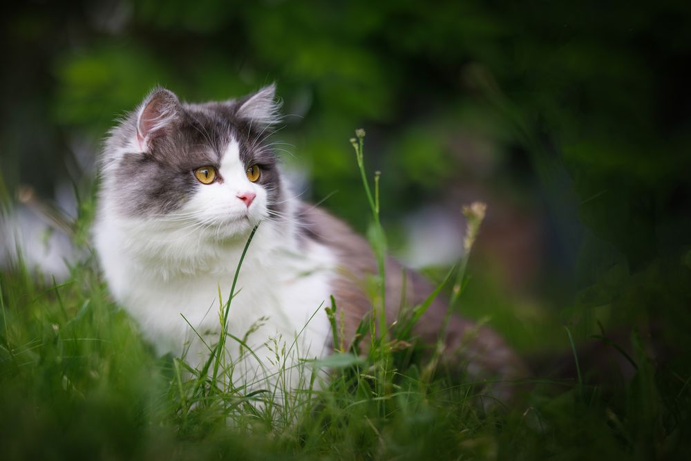 Fussel Foto & Bild | natur, tiere, haustiere Bilder auf fotocommunity