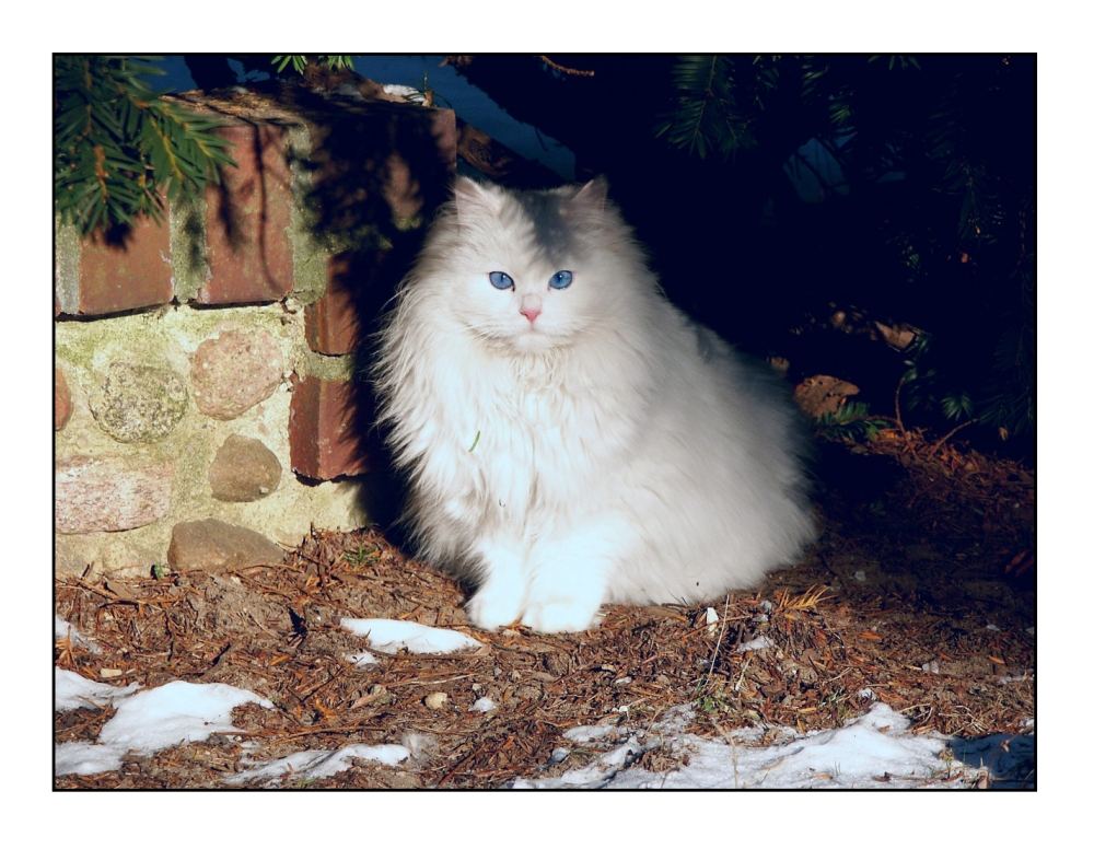 Fussel Foto & Bild | tiere, haustiere, katzen Bilder auf fotocommunity