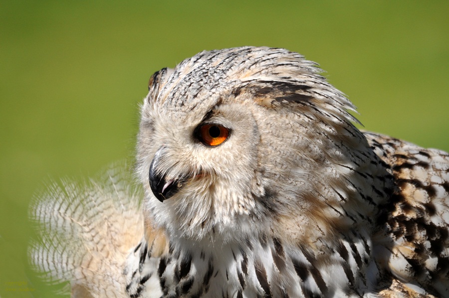 Fussel Feder ?!?! Foto & Bild | tiere, zoo, wildpark & falknerei, vögel ...