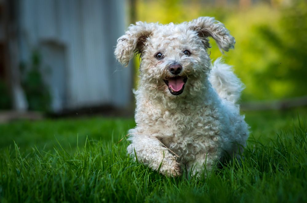 Fussel in Action Foto & Bild | tiere, haustiere, hunde Bilder auf ...