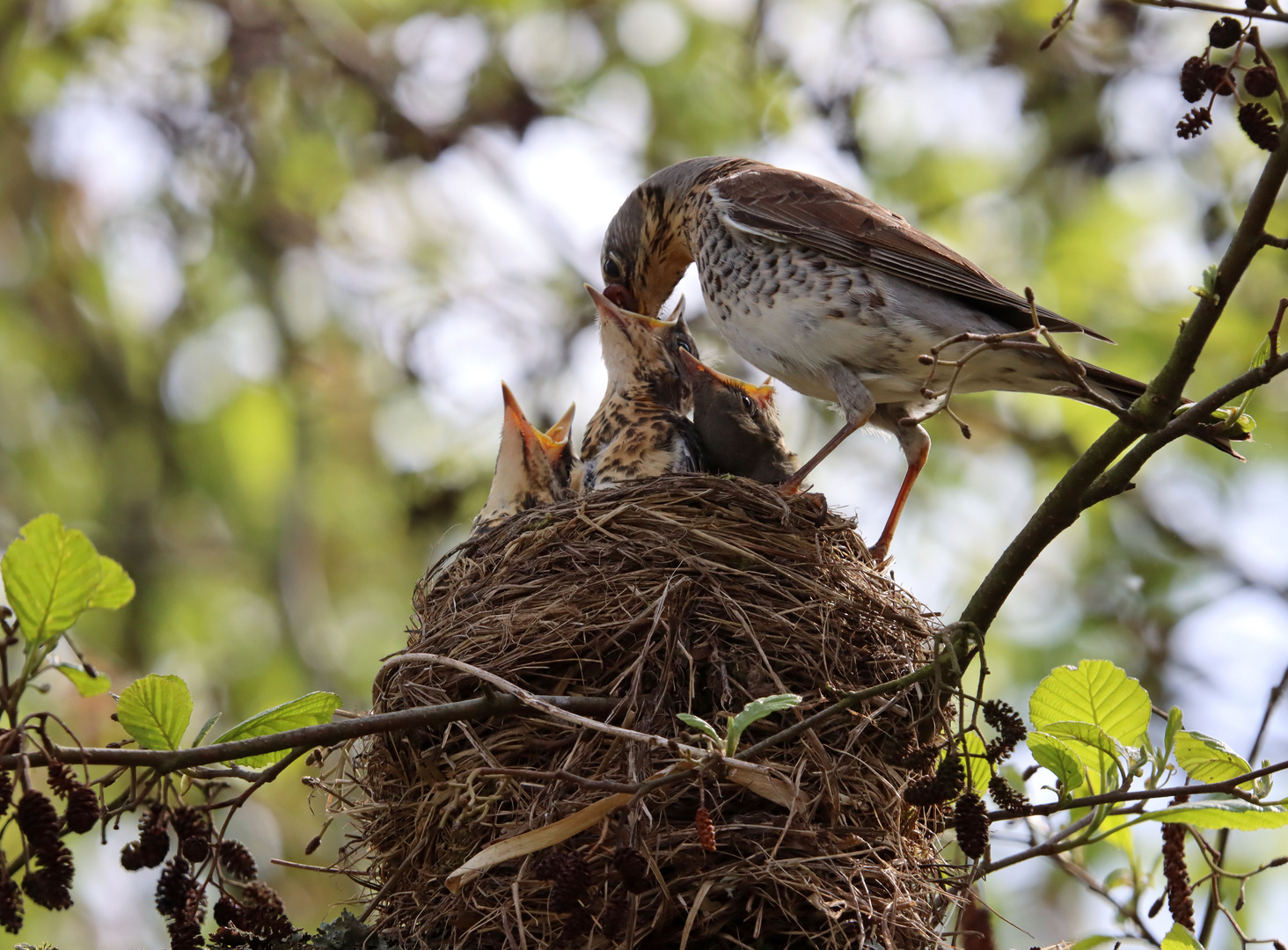 Futter fassen! Foto & Bild | baum, natur, landschaft Bilder auf ...