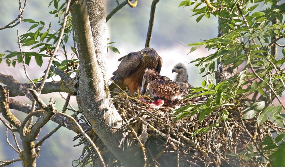 FUTTER FÜR DEN NACHWUCHS Foto & Bild | wald, wildlife, greifvögel Bilder auf fotocommunity