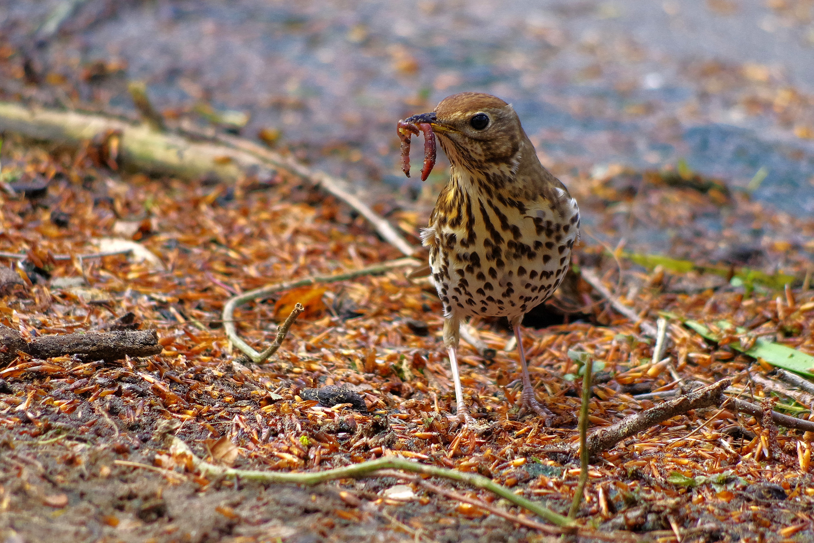 Futter sammeln ist angesagt Foto & Bild | tiere, wildlife, wild lebende ...