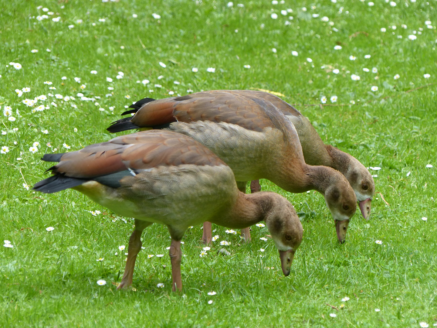 " Futtern " Foto & Bild | tiere, wildlife, wild lebende vögel Bilder ...
