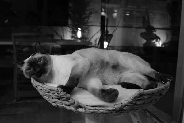 Katzen, Katzenbilder, Katzenfotos