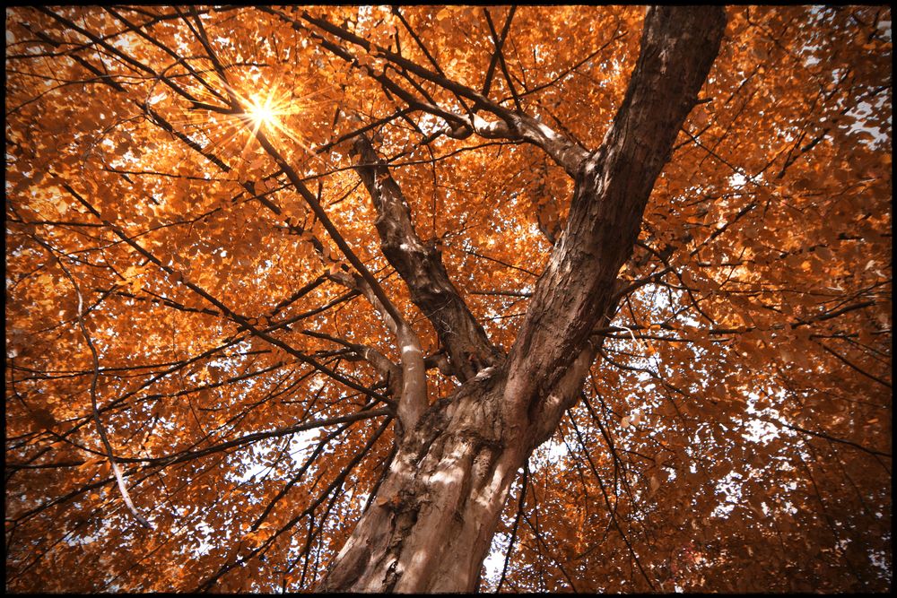 g o l d e n ... o c t o b e r ... Foto & Bild | world, digiart ...