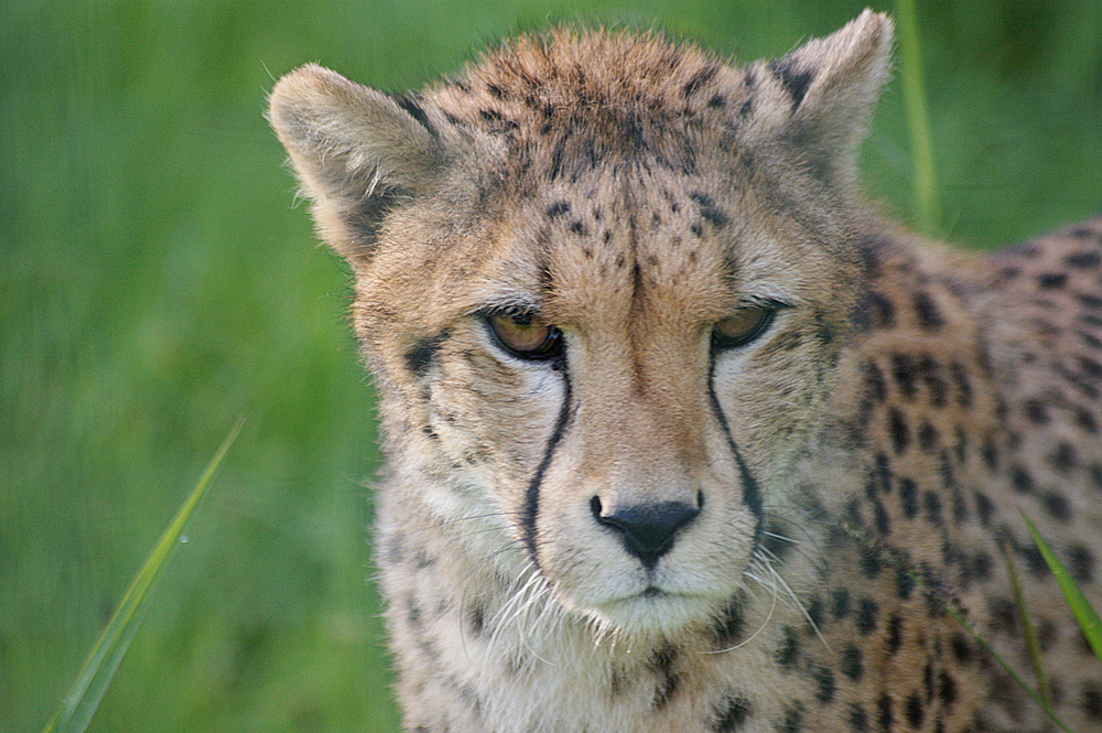 " G-Pard " Foto & Bild | tiere, zoo, wildpark & falknerei, säugetiere ...