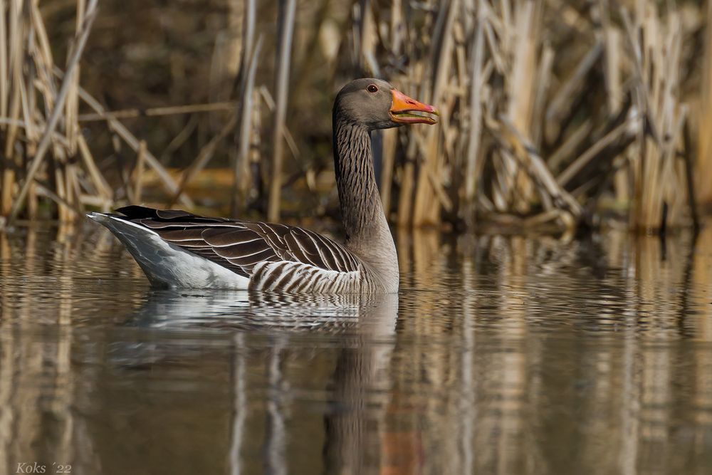 Gaak gaak gaak ... Foto & Bild | tiere, wildlife, wild lebende vögel ...