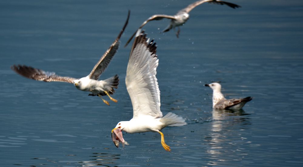 Gabbiani 3 Foto % Immagini| animali, uccelli allo stato libero, animali ...